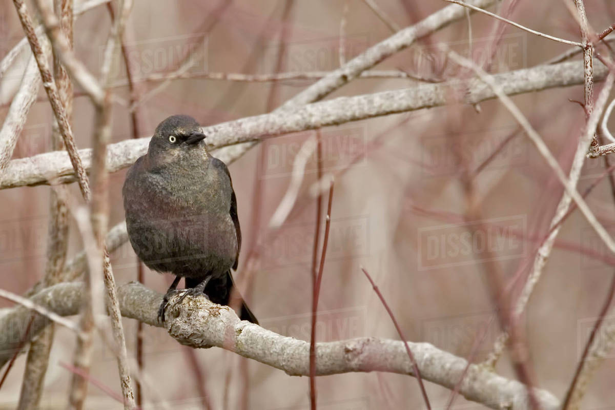 A Female Rusty Blackbird, Euphagus carolinus, perched - Stock Photo ...