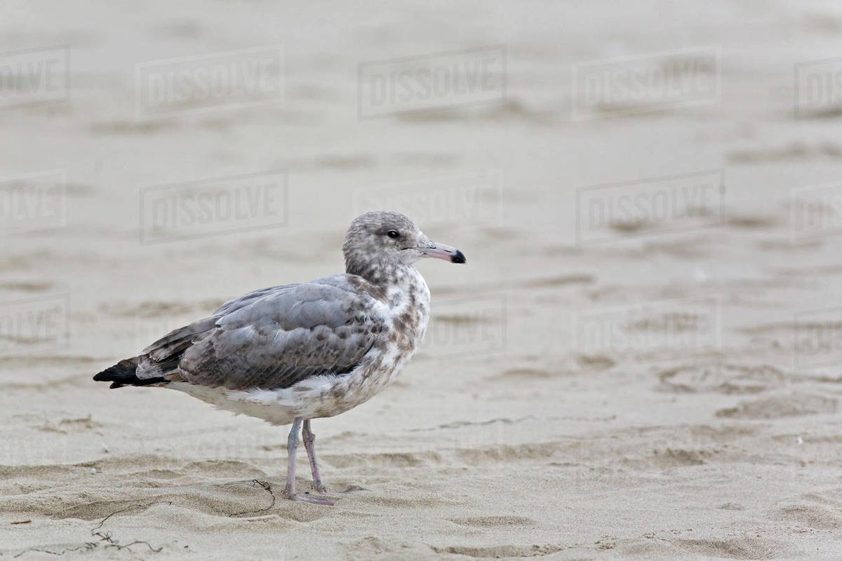 A California Gull, Larus californicus, immature on sand - Royalty-free ...