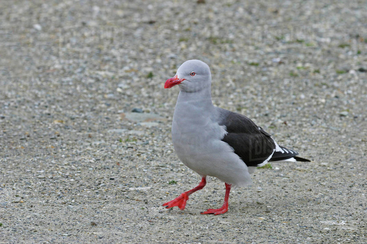 A Dolphin Gull, Leucophaeus scoresbii, walking on beach - Royalty-free ...