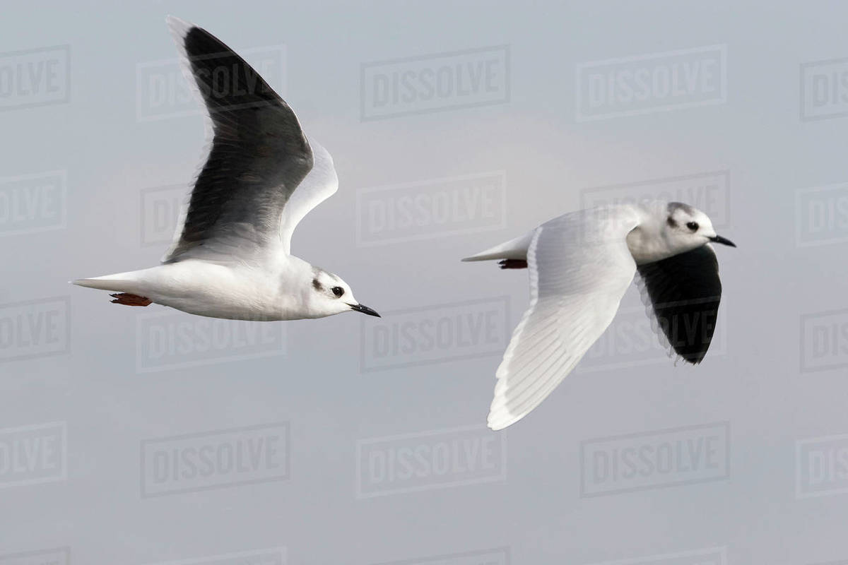 View of Little Gull, Hydrocoloeus minutus, pair in flight - Stock Photo ...