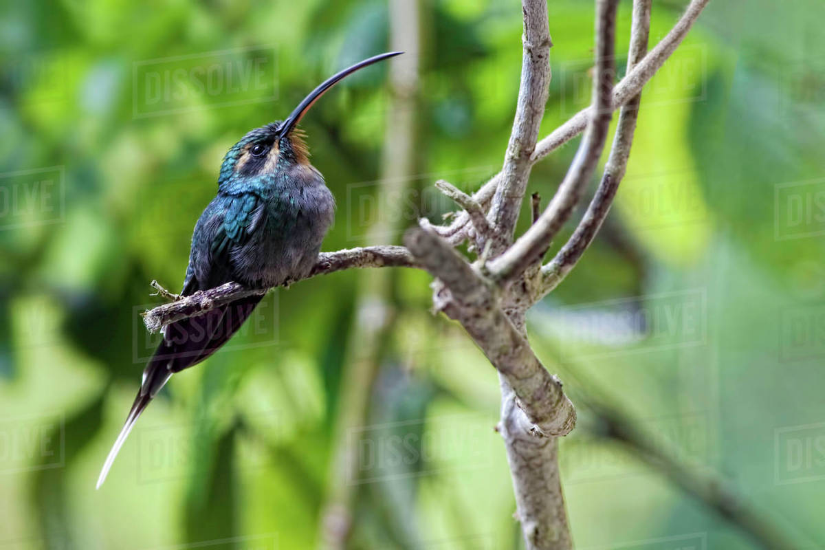 A Long-billed Hermit, Phaethornis longirostris, perched - Royalty-free ...
