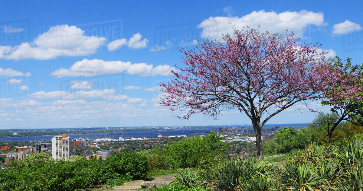 The Hamilton, Ontario skyline from the escarpment - Royalty-free Stock ...