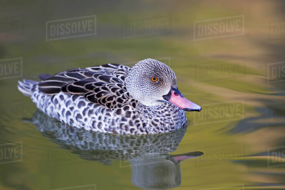 A Red-billed Duck, Anas erythrorhyncha, resting on the water - Stock ...