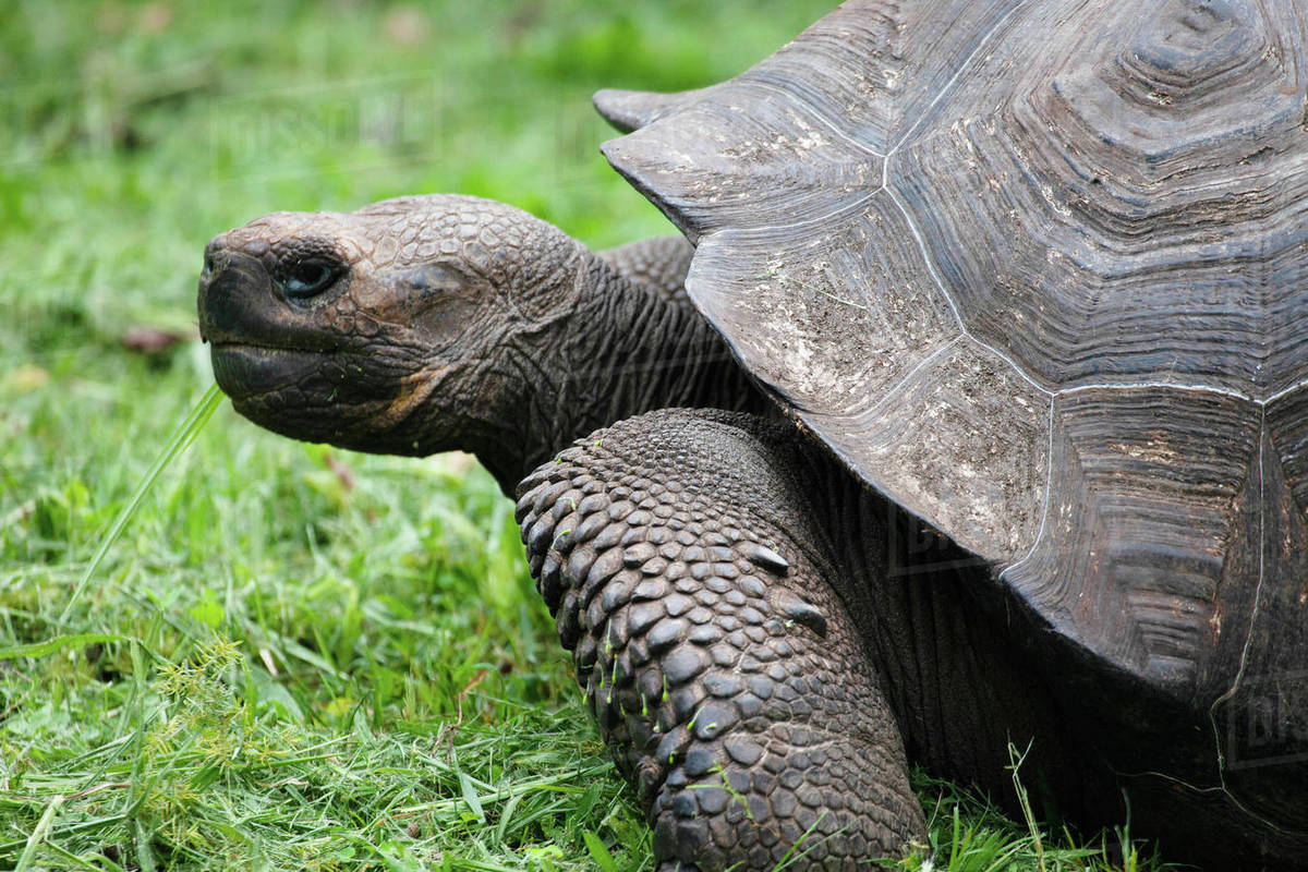 A Galapagos Tortoise, Chelonoidis porteri - Royalty-free Stock Photo ...