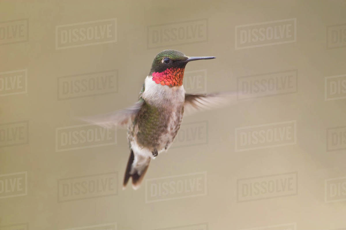 A Male Ruby-throated Hummingbird, Archilochus colubris - Royalty-free ...