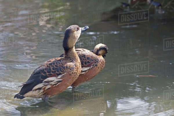 Wandering Whistling Ducks, Dendrocygna arcuata - Stock Photo - Dissolve