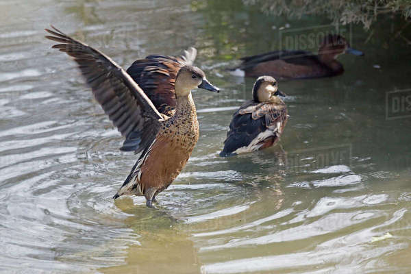 Wandering Whistling Ducks, Dendrocygna arcuata, stretching its wings ...
