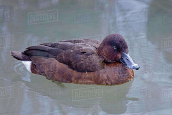 A Female Hardhead or White-eyed Duck, Aythya australis - Royalty-free ...