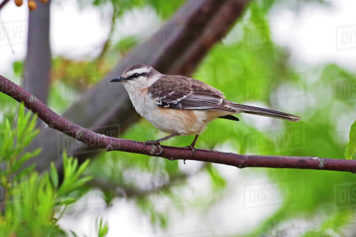 A Chalk-browed Mockingbird, Mimus saturninus, side view - Royalty-free ...