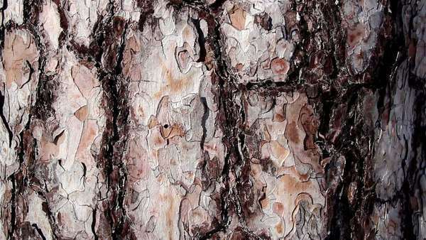 Closer look of the trunk of the pine tree in brown and white color ...