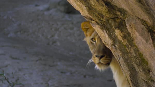 Young male lion emerges from behind rock and looks around - Stock Video ...