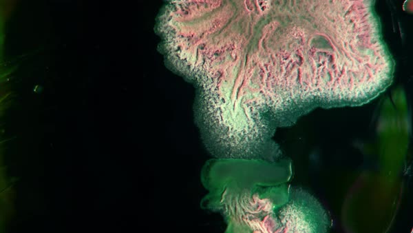 Experiments on the development of GMO bacteria decomposing plastic ...