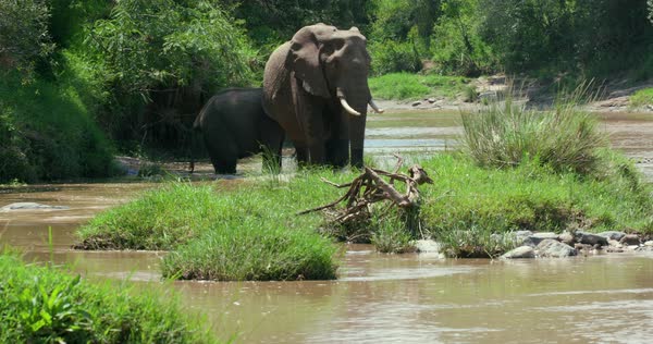 African Elephants In Talek River, Maasai Mara, Kenya, Africa - 4K ...