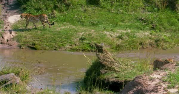 Cheetahs crossing river in Maasai Mara - 4K Rights-managed Stock Video ...