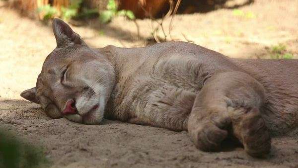 Puma male courting a female during mating season - Stock Video Footage ...