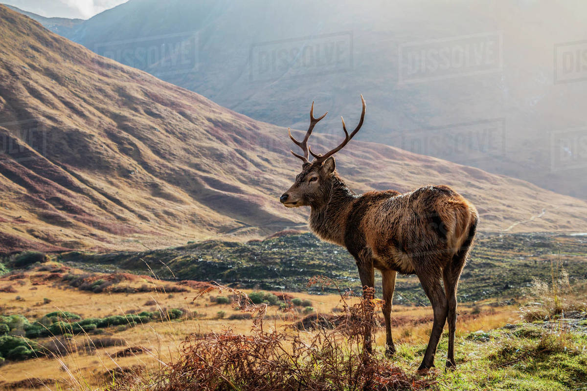 Red Deer (Cervus Elaphus) standing proud in a Scottish glen; Scotland ...