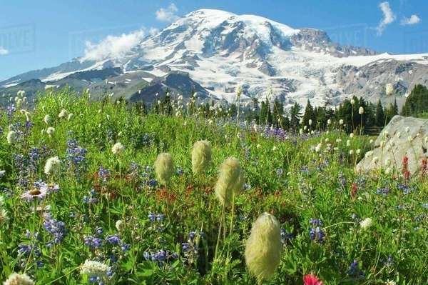 Wildflowers In Mount Rainier National Park - Stock Photo - Dissolve