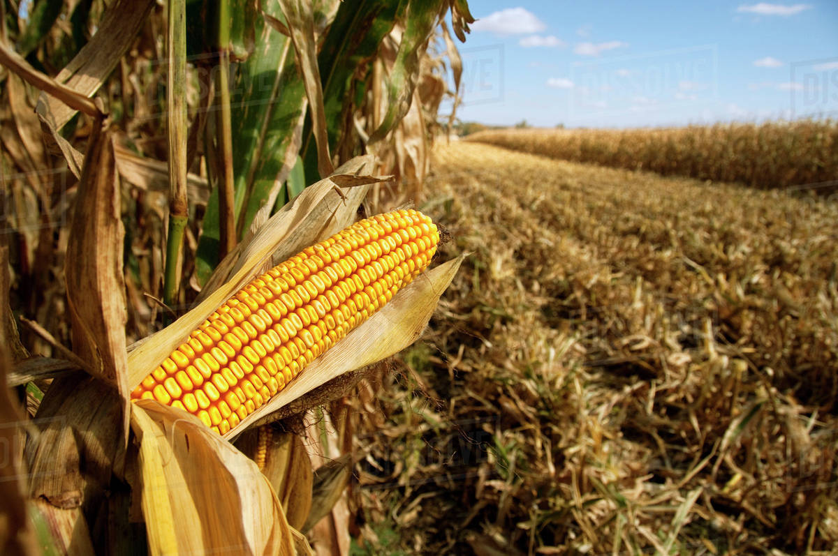 Close up of an ear of harvest-ready grain corn on the stalk, with the ...