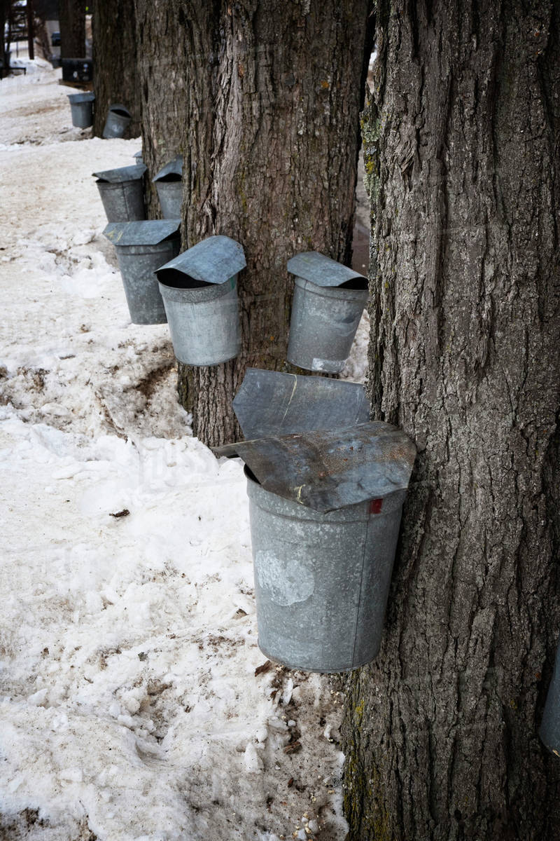 Buckets hanging on tree trunks collecting sap; United States of America ...