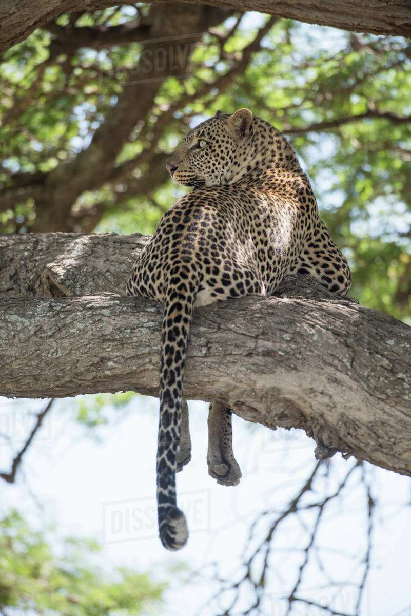 Leopard looks back over shoulder while sprawled on tree limb near Ndutu ...