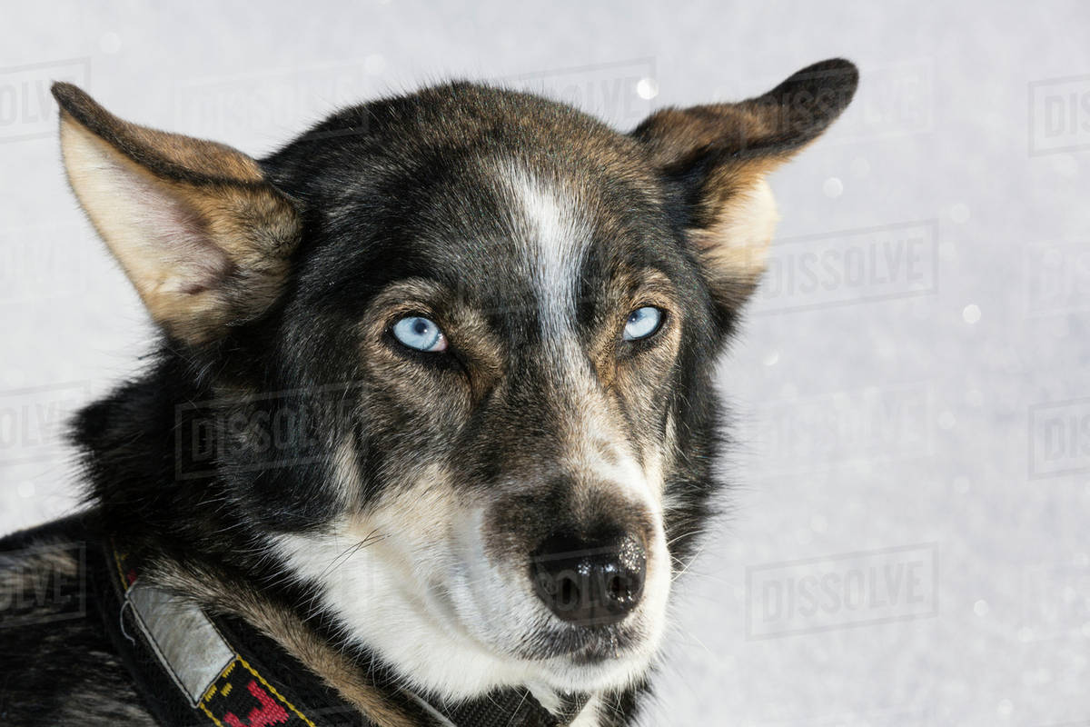Alaskan Husky posed against a snowy background in winter; Anchorage ...