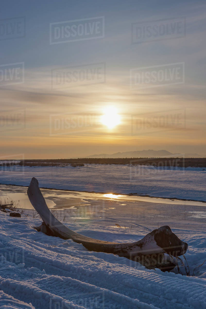 Bow Whale jaw bone on the bank of the frozen Noatak River during sunset ...