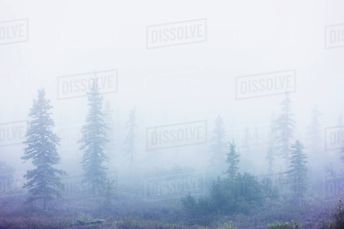 Dense fog envelops a stand of spruce trees on the tundra; Noatak ...