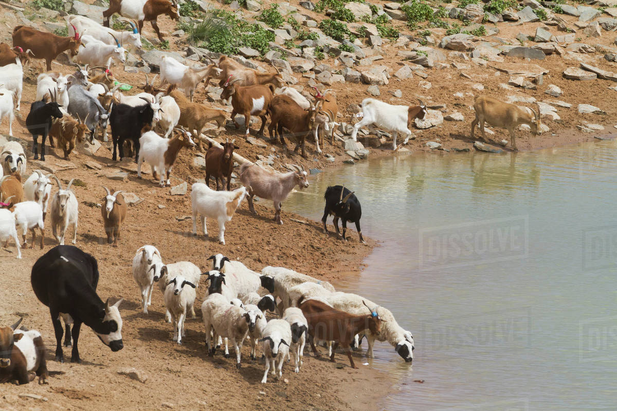 Goats by the water reservoir, Bulgan, South Gobi Province, Mongolia ...