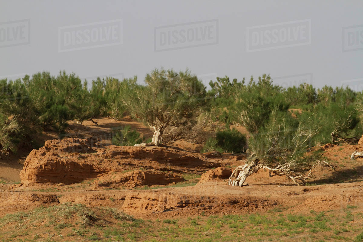Saxaul (Haloxylon ammodendron) forest, Bayanzag, South Gobi Province ...