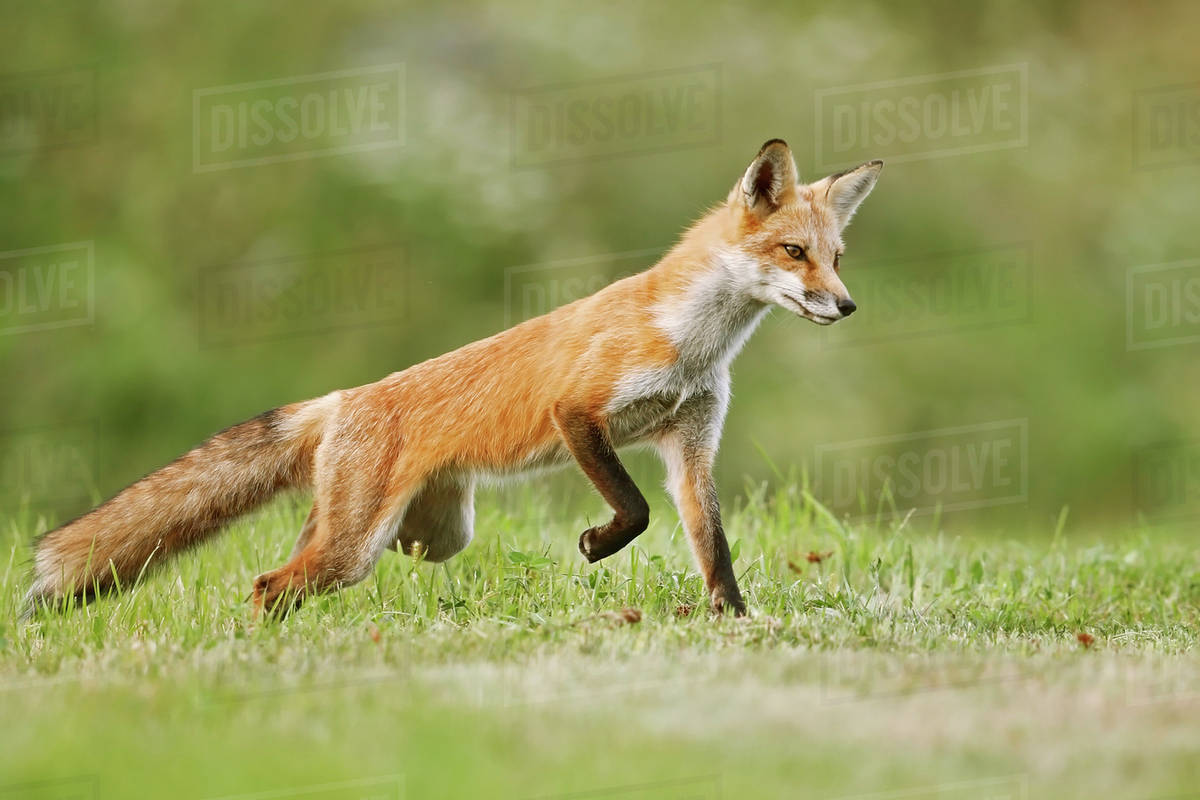 Red fox (vulpes vulpes) walking on grass; Montreal, Quebec, Canada ...