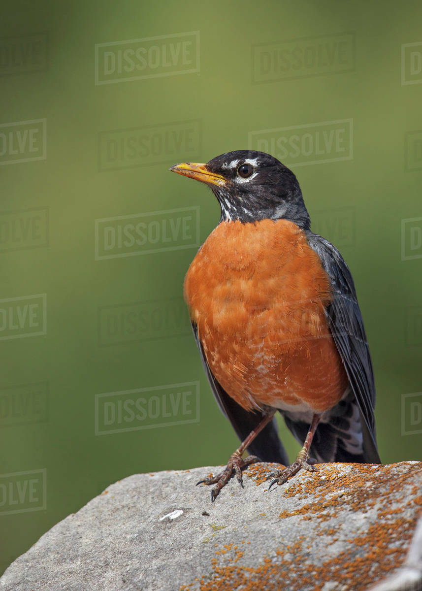 North American robin (Turdus migratorius); Montreal, Quebec, Canada ...