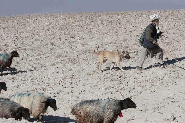 Old Afghan Shepherd With His Dog In The Outskirts Of Kabul, Afghanistan ...