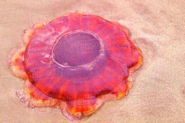 Jelly Fish - Stock Photo - Dissolve