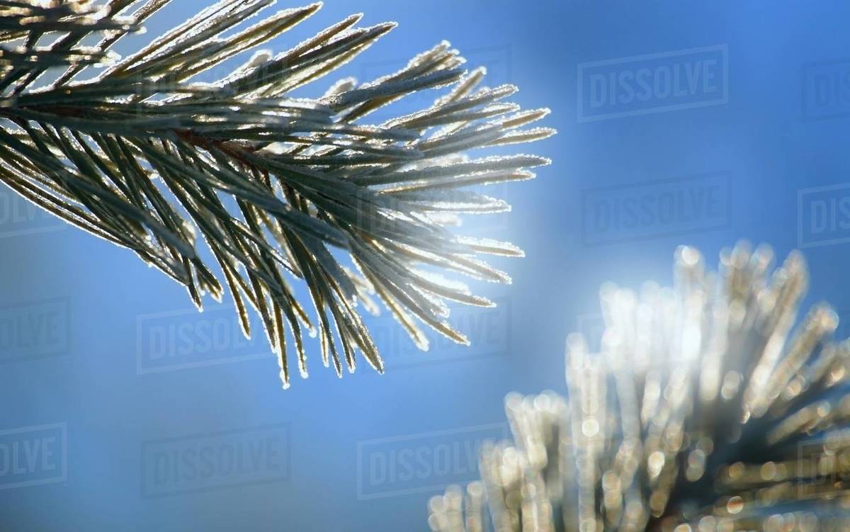 A Closeup Of Pine Needles - Royalty-free Stock Photo | Dissolve