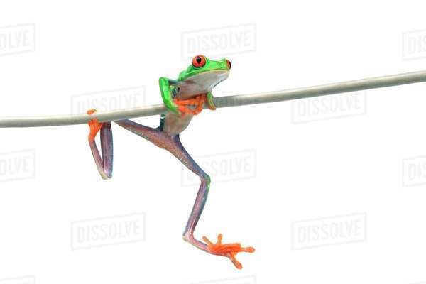 A Frog Hanging On - Stock Photo - Dissolve