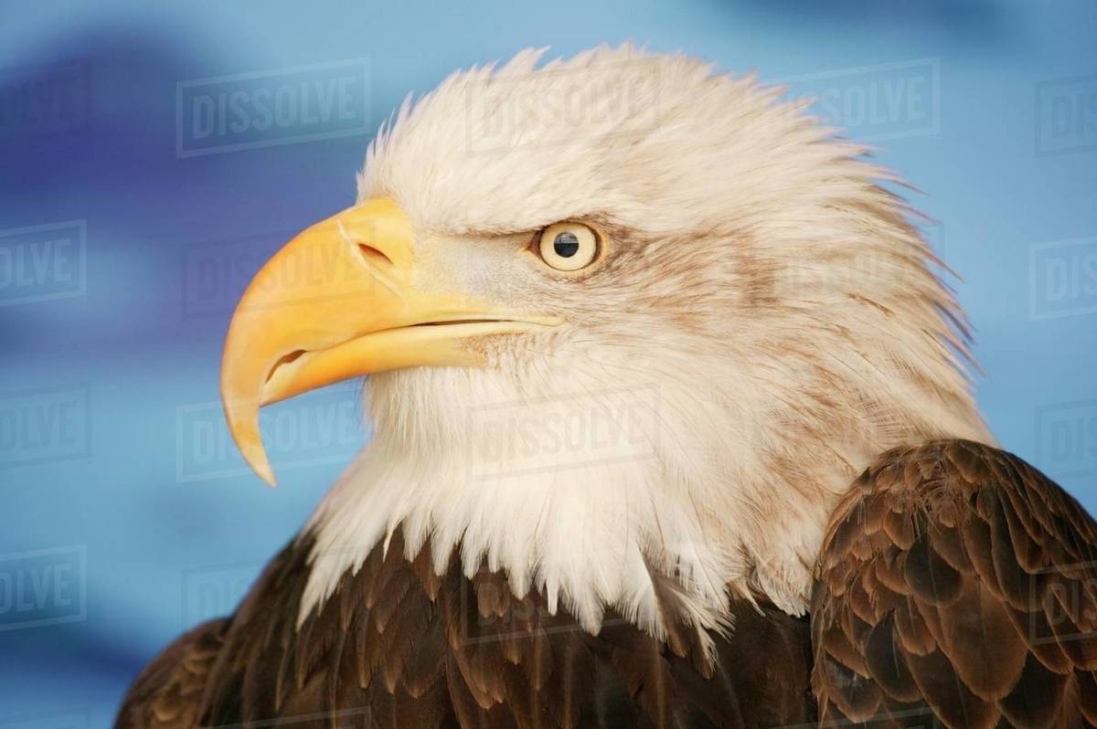 Profile Of A Bald Eagle - Royalty-free Stock Photo | Dissolve