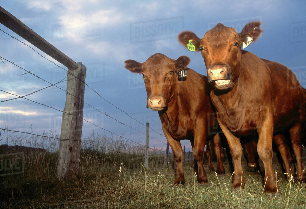 Hereford Cattle On Ranch Near Cremona, Alberta, Canada - Stock Photo ...
