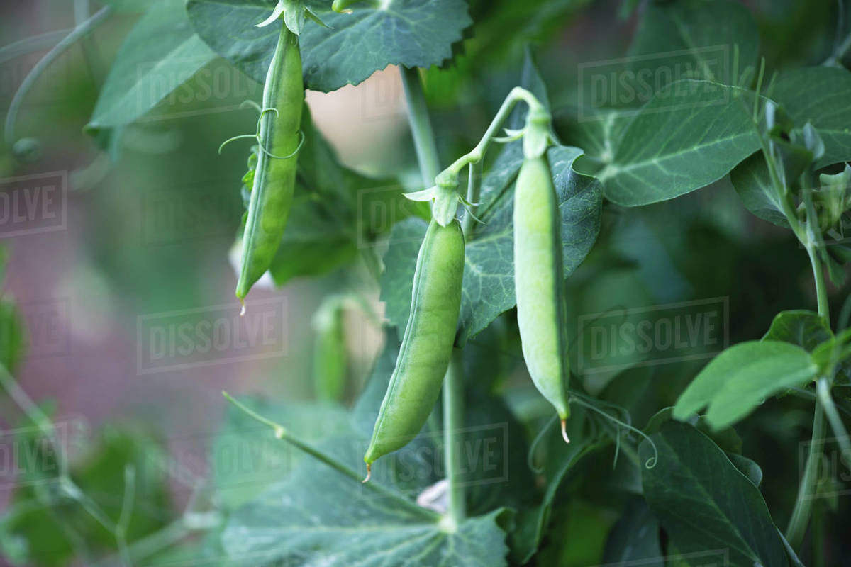 Close Up Of Sugar Snap Peas Almost Ready For Harvest, Palmer ...