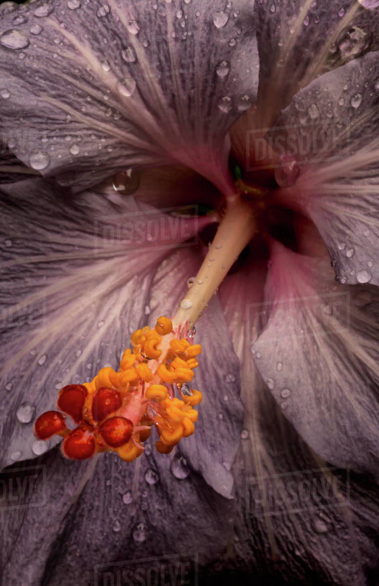 Close Up Of A Hibiscus Flower With Water Droplets - Stock Photo - Dissolve