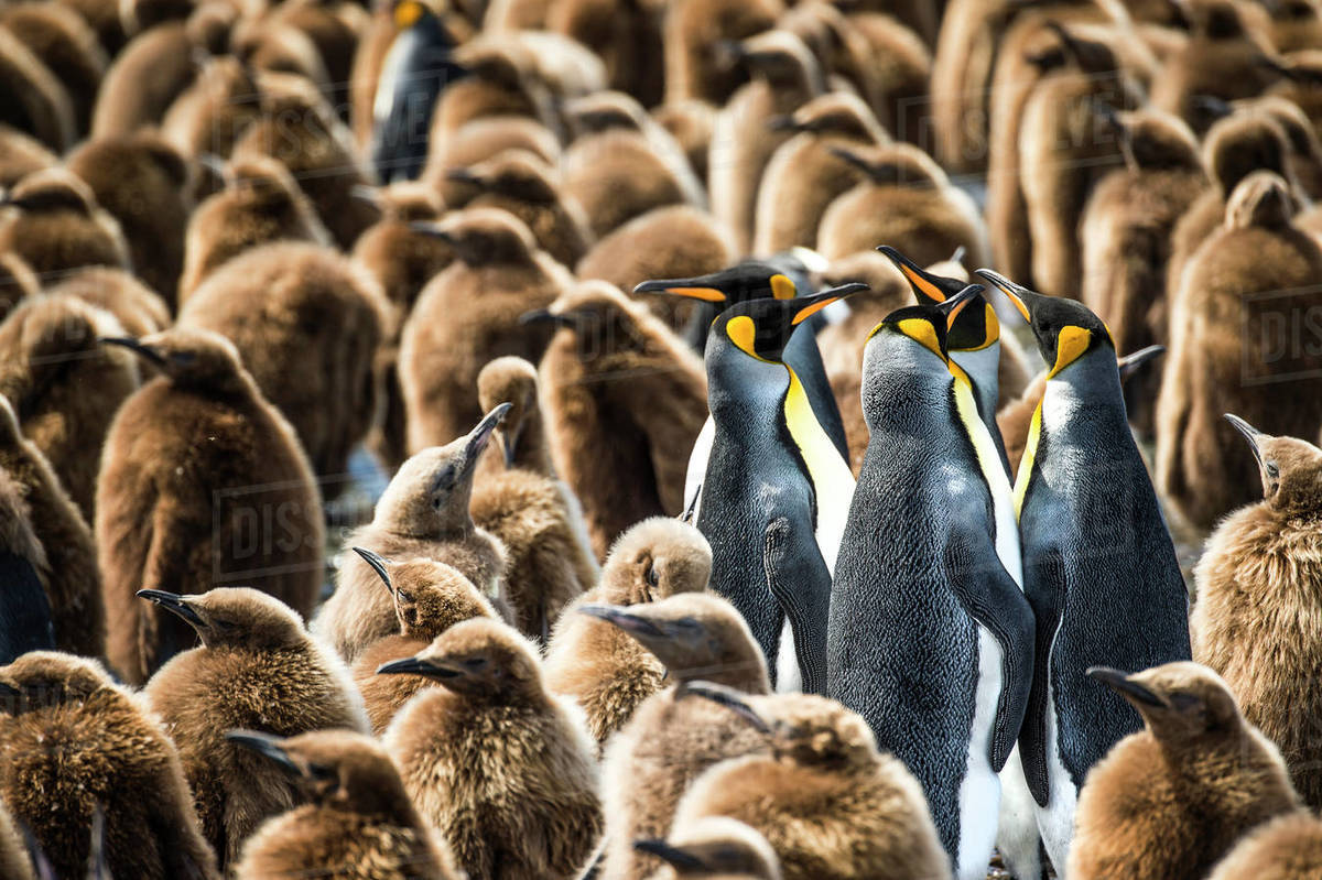 Colony Of King Penguins (Aptenodytes Patagonicus) And Juveniles ...