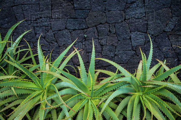 Aloe In Front Of A Basalt Rock Wall - Stock Photo - Dissolve