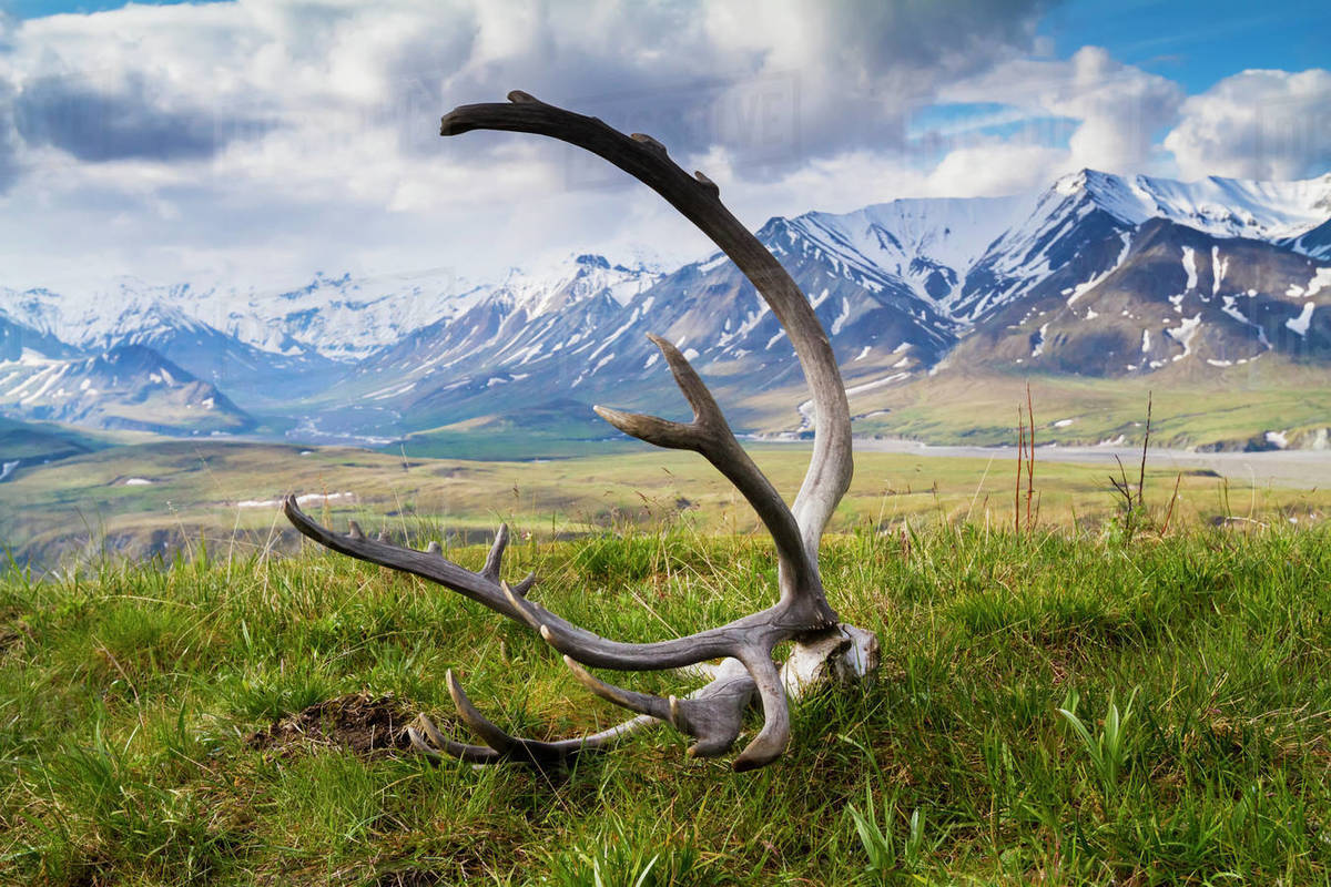 Caribou (Rangifer Tarandus Caribou) Antlers On The Grass With Snow ...