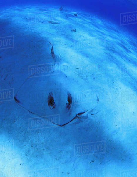 Stingray Hiding In Sand - Royalty-free Stock Photo | Dissolve