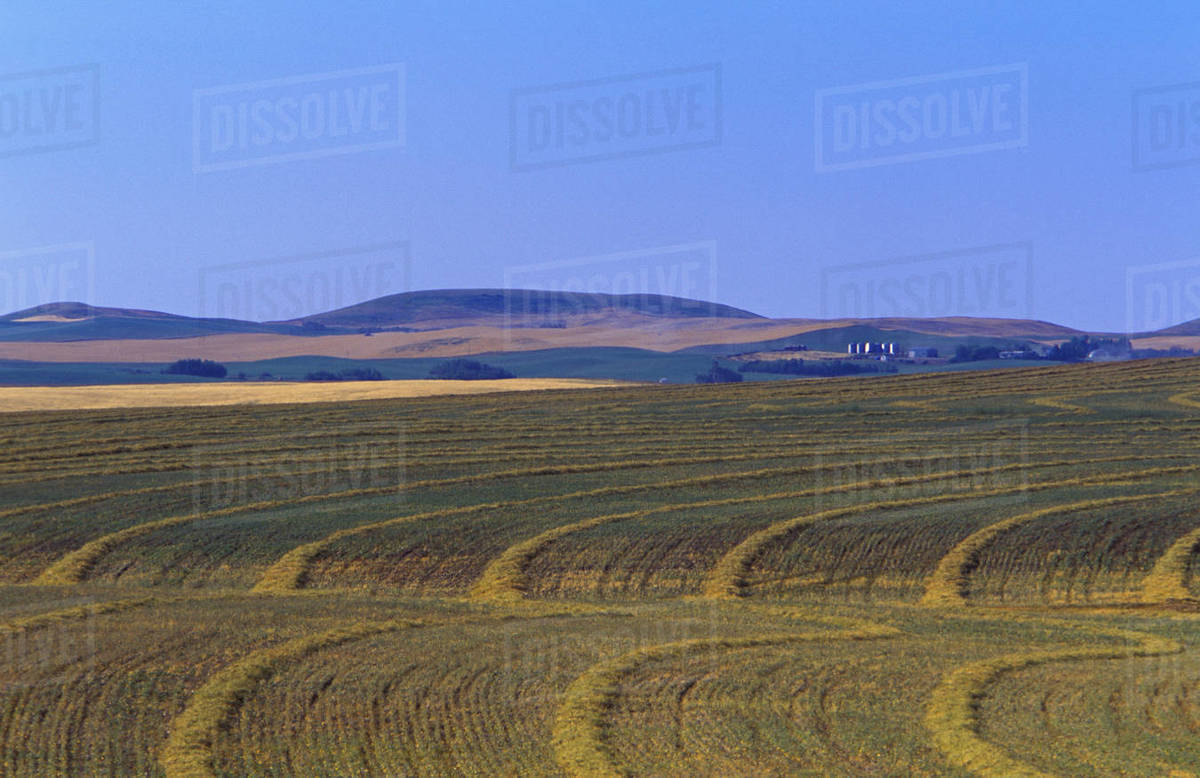 Freshly-Mowed Hay Field Near Drum Heller Alberta Canada - Stock Photo ...