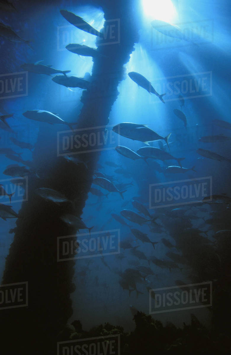 Fish Passing Through - Royalty-free Stock Photo | Dissolve