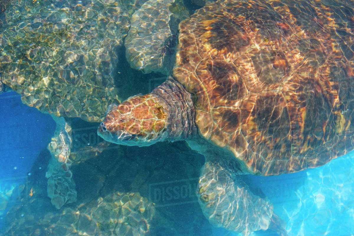 Turtle Underwater,High Angle View, Projeto Tamar Turtle Project,Praia ...