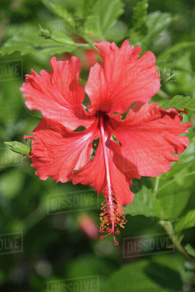Hibiscus Flower,Close-Up, Mayan Riviera,Yucatan Peninsular,Quintana Roo ...