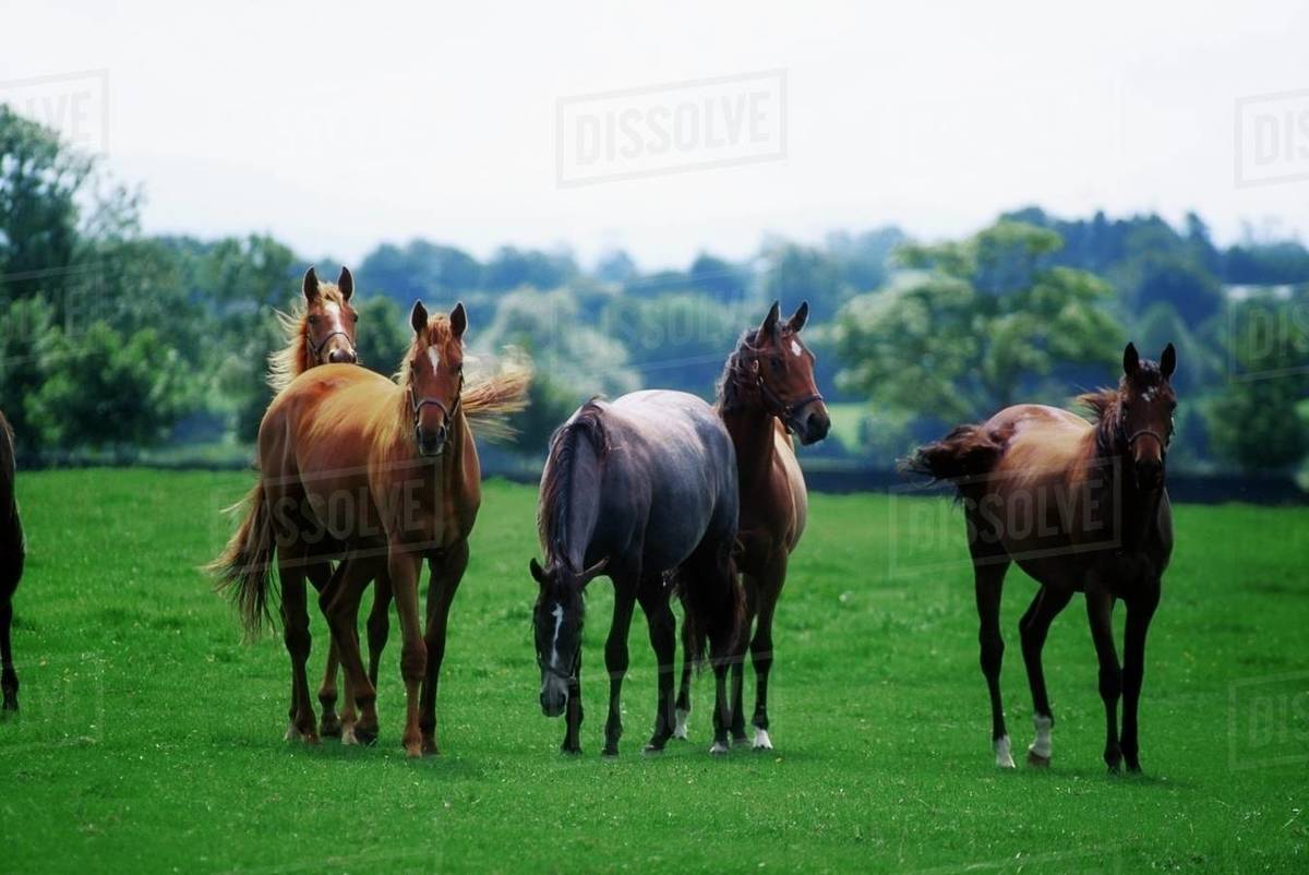 Thoroughbred Yearlings - Stock Photo - Dissolve
