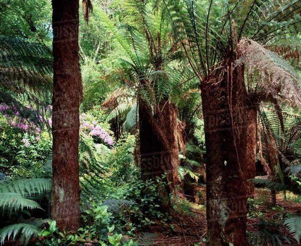 Derreen Gardens, Co Kerry, Ireland; Tree Fern (Dicksonia Antarctica ...