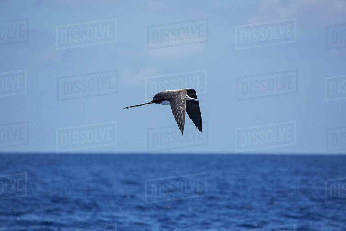 A bird flying over the ocean; Tahiti - Stock Photo - Dissolve